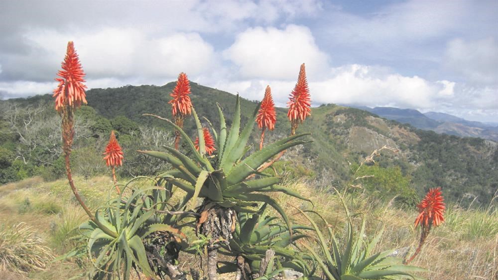 Big boost for indigenous and medicinal crop production | George Herald