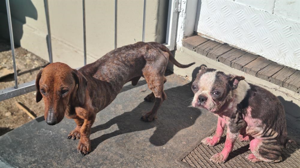 Dogs pay the price of 'free to a good home' | George Herald