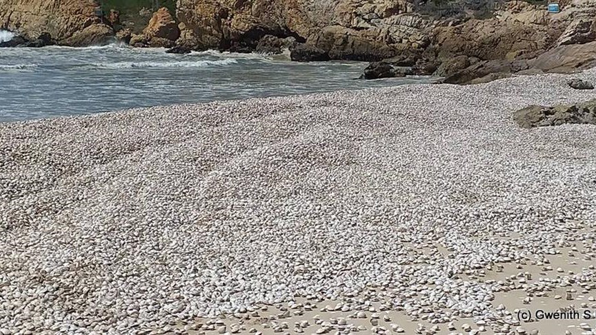 Easterly wind causes c(a)lamity | Knysna-Plett Herald