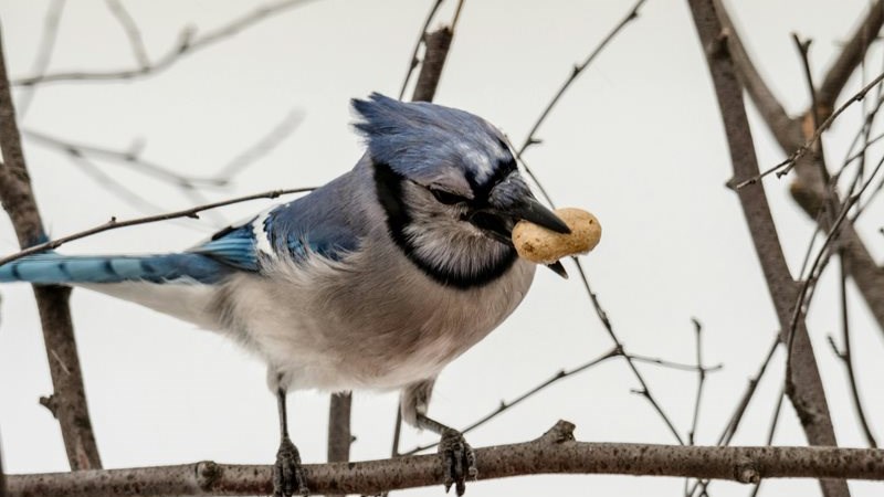 Bird friendly kitchen scraps: What to offer and what to avoid | George ...