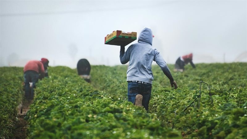 Western Cape signs partnerships with agricultural commodity ...