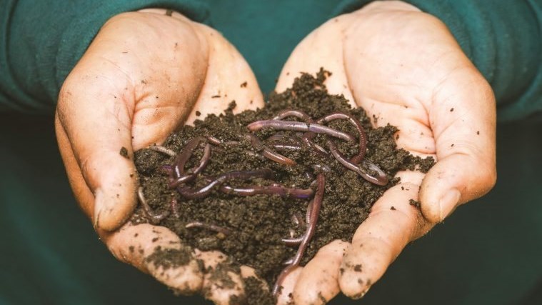 World earthworm day: Create your own DIY worm farm | Knysna-Plett Herald