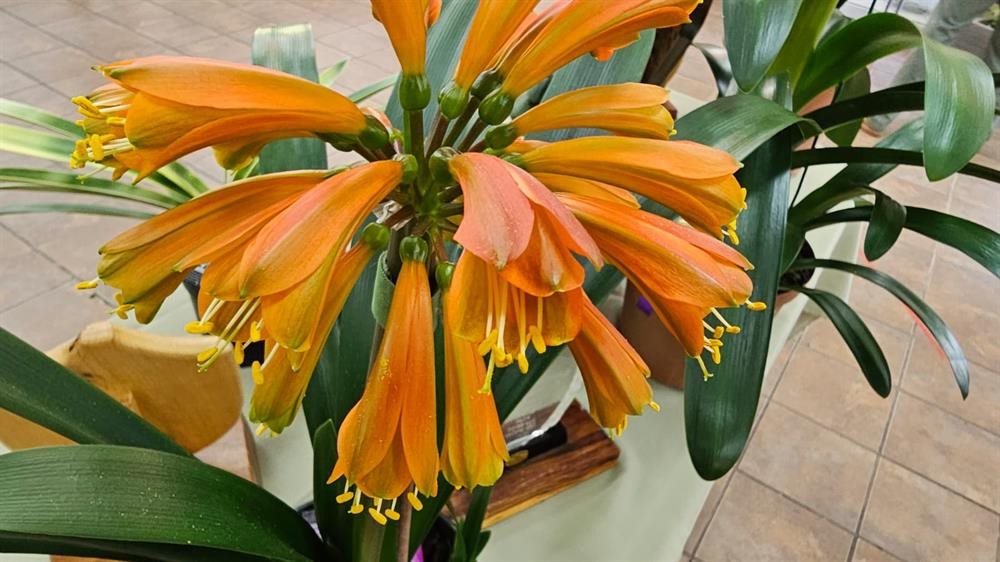 Clivia show a delight | Mossel Bay Advertiser