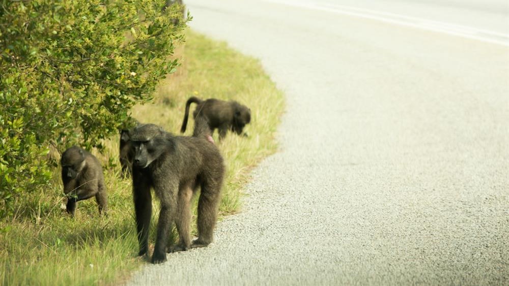 Living with baboons: How to make life easier | George Herald