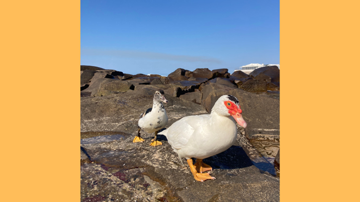 Gesoute makoue draai koppe op die strand | Mossel Bay Advertiser