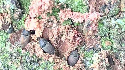 Destructive beetle spreads to the Heads | Knysna-Plett Herald