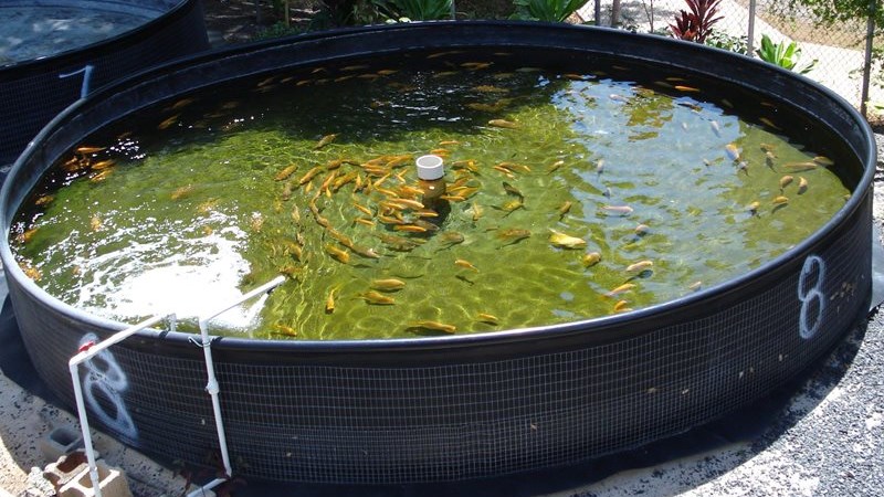 Aquaponics: How to get plumper, healthier fish | George Herald