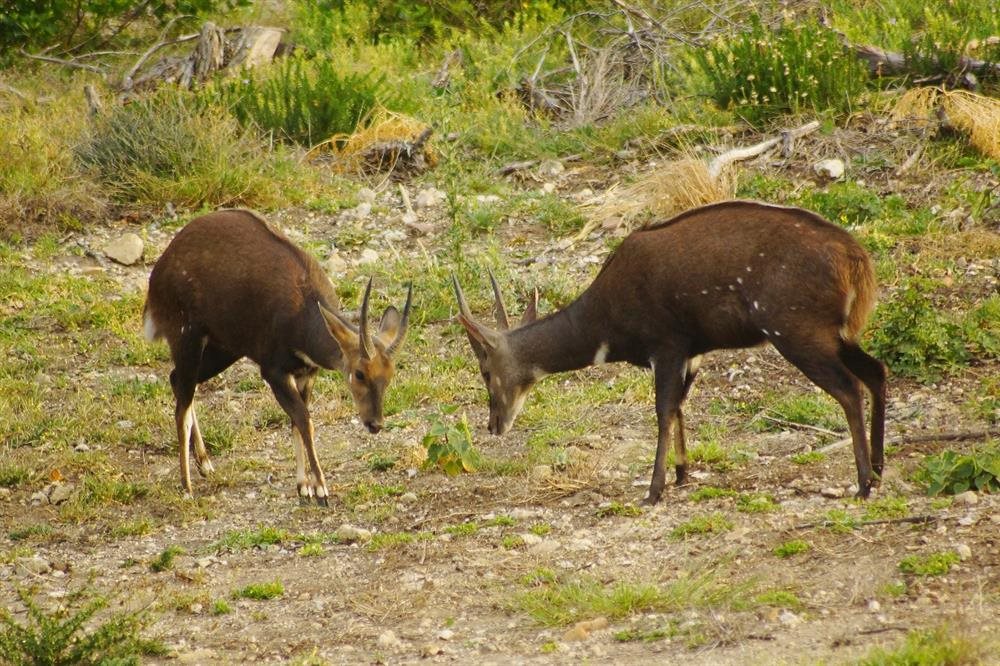 Animal antics amuse | Mossel Bay Advertiser