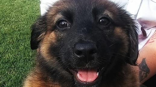 Diere vir aanneming | Mossel Bay Advertiser