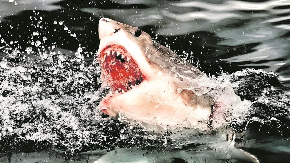 Our great white sharks and the longlining effect | George Herald