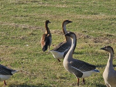 Goose drops in on new family | George Herald