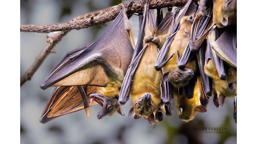 International Bat Appreciation Day: Dispelling myths and celebrating ...
