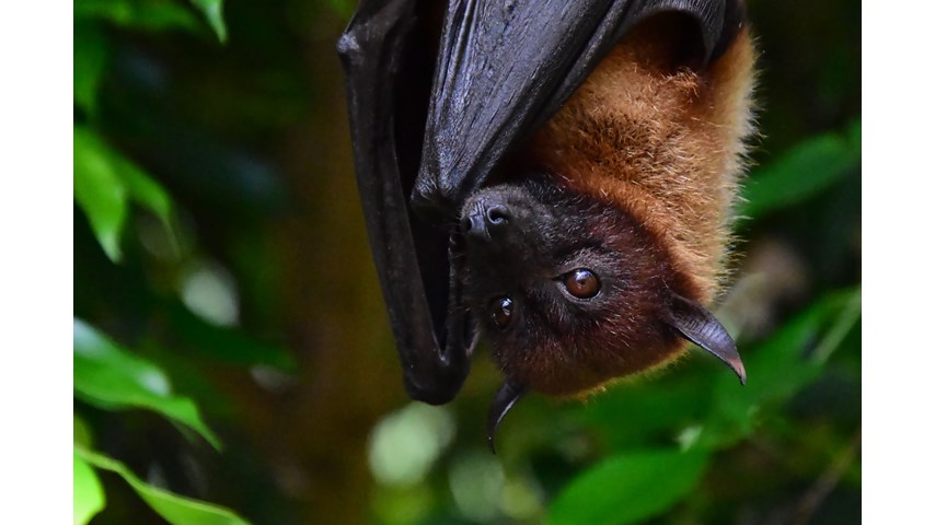 International Bat Appreciation Day: Dispelling myths and celebrating ...