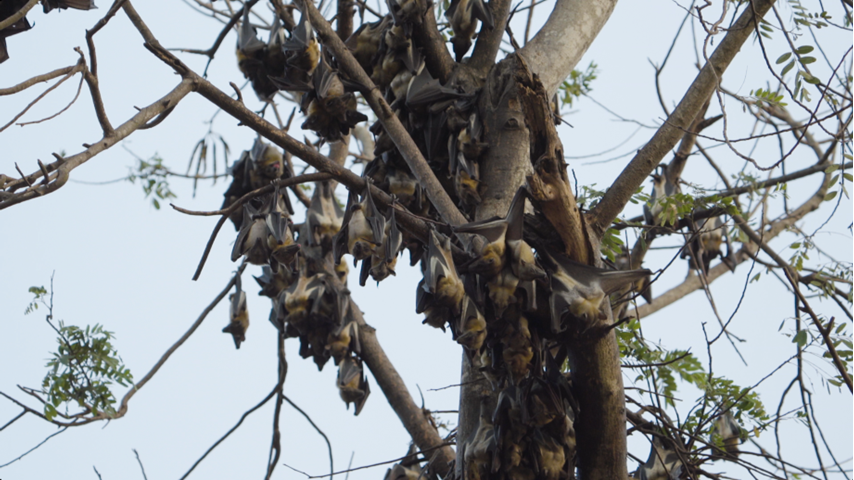 International Bat Appreciation Day: Dispelling myths and celebrating ...