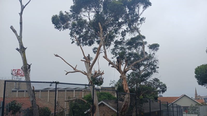 Uitheemse bloekombome langs Marshstraat verwyder | Mossel Bay Advertiser