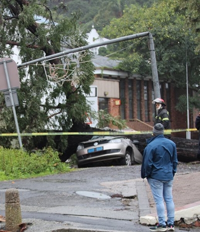 Woman dies after tree falls on car in Knysna storm | George Herald