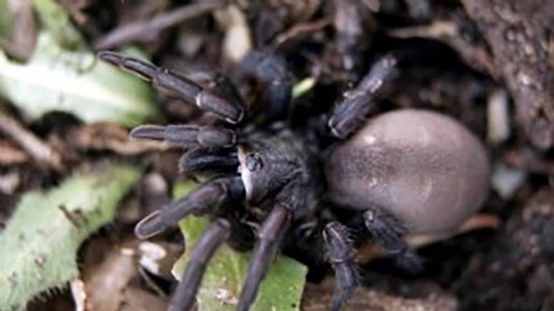 World's oldest known spider dies in Australia | Mossel Bay Advertiser