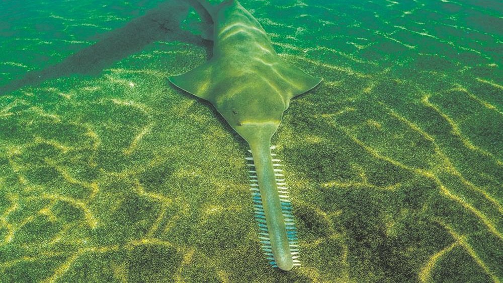 Who saw this fish? | George Herald