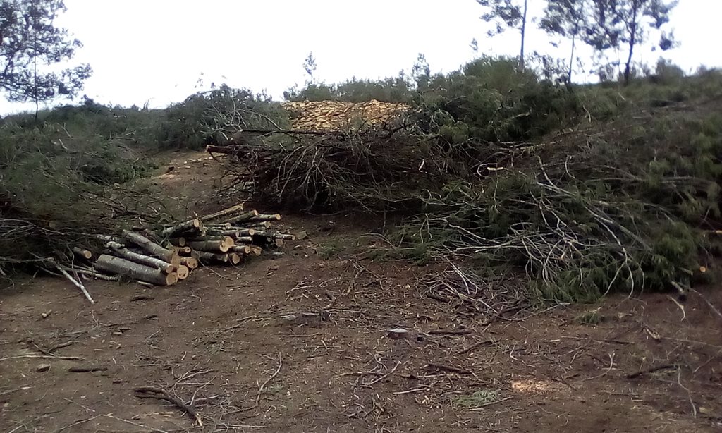 Goukou projek raak ontslae van indringer plante | Suid-Kaap Forum