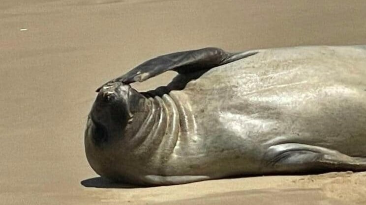 Watch: A gentle giant on tour – SA’s surprise visitor from the Southern ...