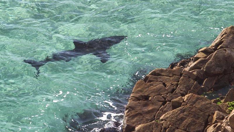 Plett shark activity still high | Knysna-Plett Herald