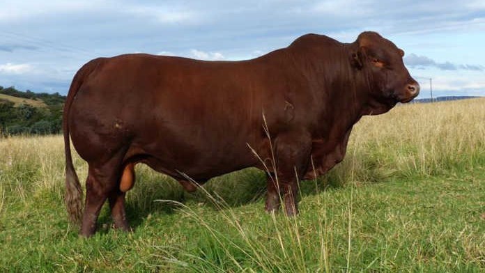 Bonsmara bull sold for a record R1,8 million | Mossel Bay Advertiser