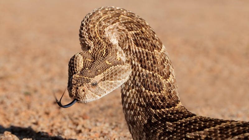 Snake call-outs same as year before | Knysna-Plett Herald