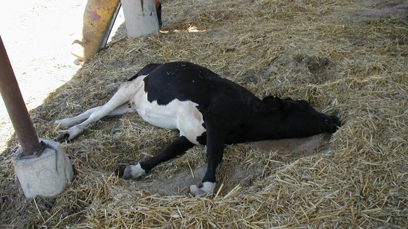 Why can’t that cow stand up? | Knysna-Plett Herald