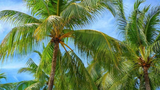 Bud rot of palms detected in some parts of SA | George Herald