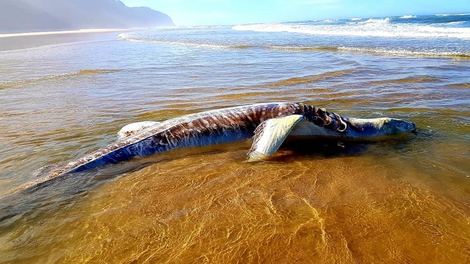 First whale shark beached in 3 years | Knysna-Plett Herald