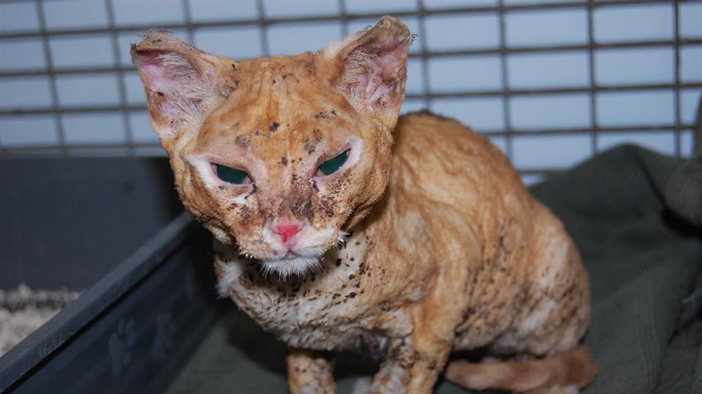Cat survives blazing house fire | George Herald