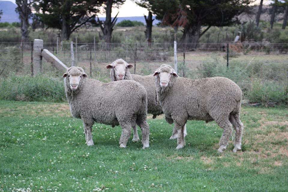 Next production sale – Geelbek Elite Merino | Graaff-Reinet Advertiser