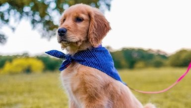 Leash up for a good cause | George Herald