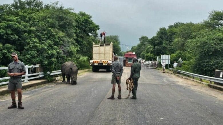 Missing white rhino reappears near Paul Kruger Gate amid heavy ...
