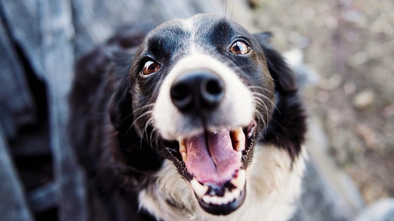 Dog dominance theory a debunked myth | George Herald