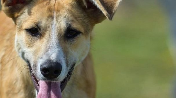 Beautiful Matilda up for adoption at the SPCA | George Herald