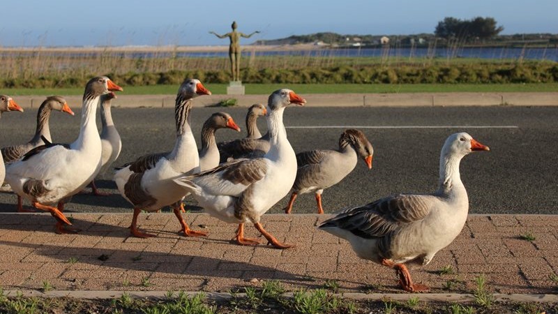 Groot-Brak-ganse se lot in raad se hande | Mossel Bay Advertiser