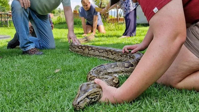 4.1m long python swallows pit bull whole | Knysna-Plett Herald