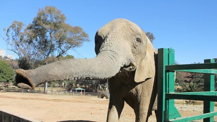 Zoo justifies the cost of acquiring new elephants | Knysna-Plett Herald