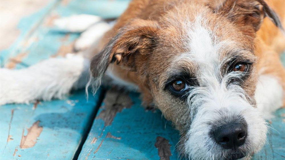 SPCA calls on community members to apply for committee | George Herald