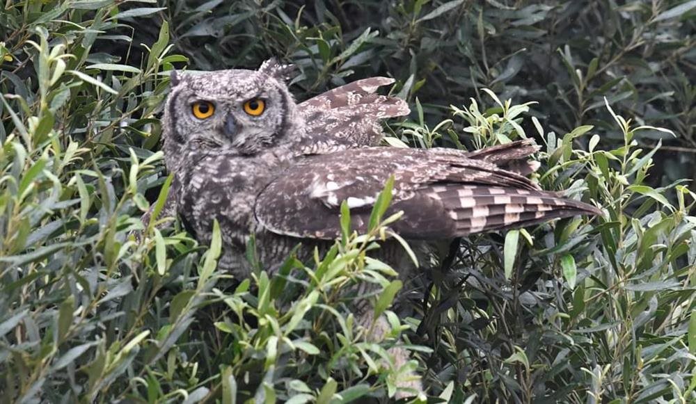 Birds of a feather, gather together | Mossel Bay Advertiser
