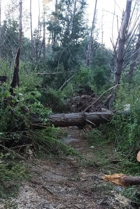 Trees knocked over and damaged by weather | George Herald
