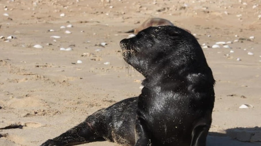 The plight of Plett's seal population | Knysna-Plett Herald