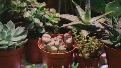 How to tell if your rare succulents were poached | Knysna-Plett Herald