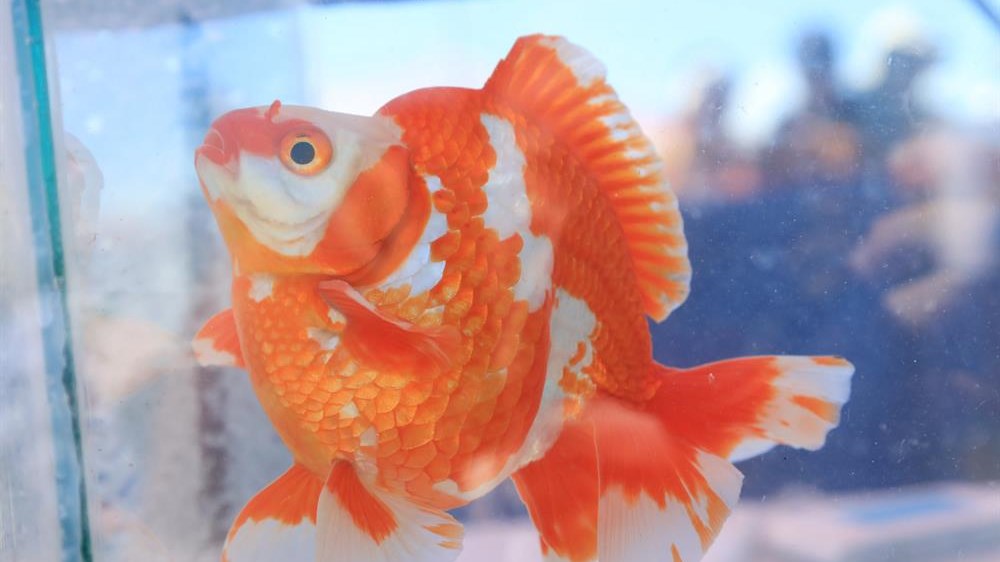 Swellendam koi takes the show crown | George Herald