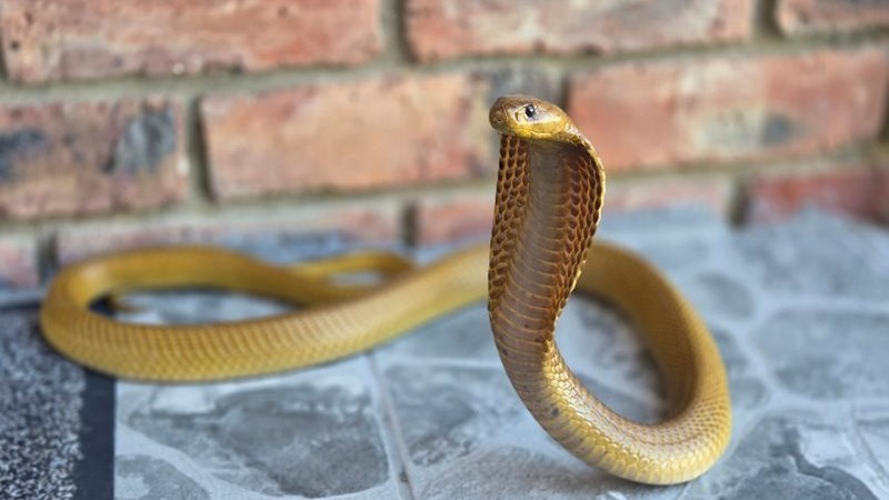 Cape cobra found at De Bakke home | Mossel Bay Advertiser
