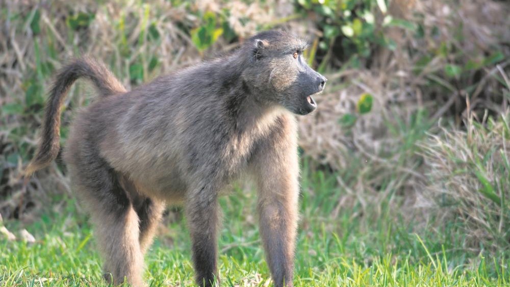 Baboon parties no picnic | George Herald