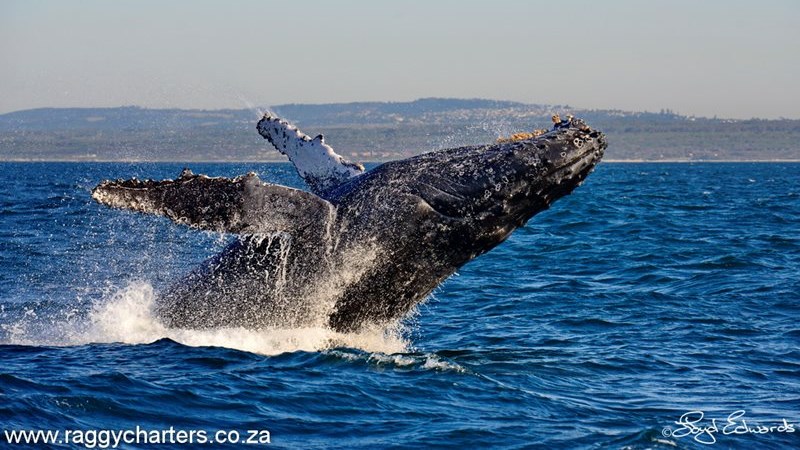 Interesting facts about the majestic giants of the ocean | Mossel Bay ...