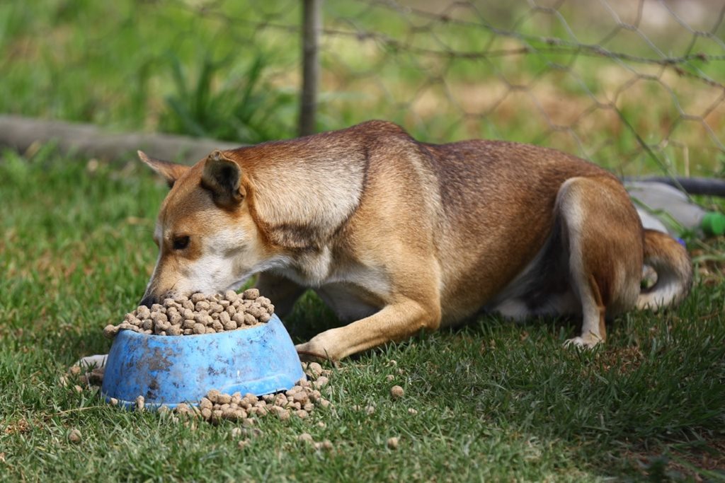 Hungry animals provided for | George Herald