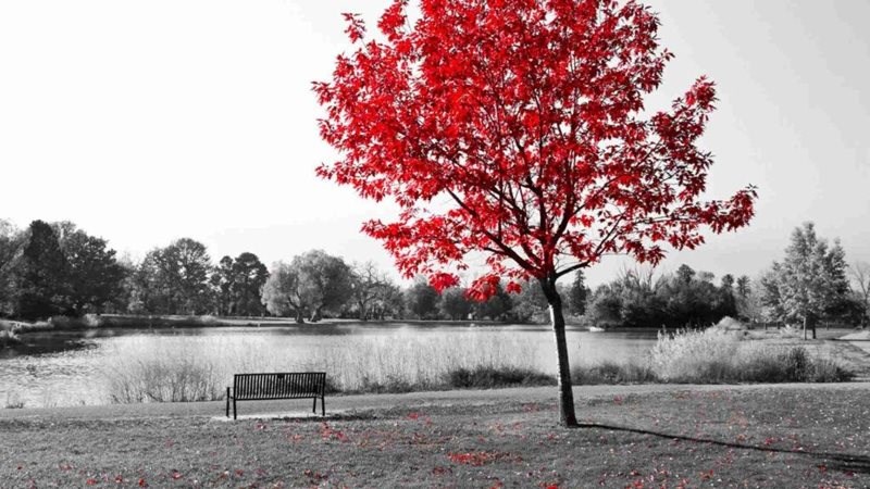 PayDay Visual: Employee Self-Service Application | Knysna-Plett Herald